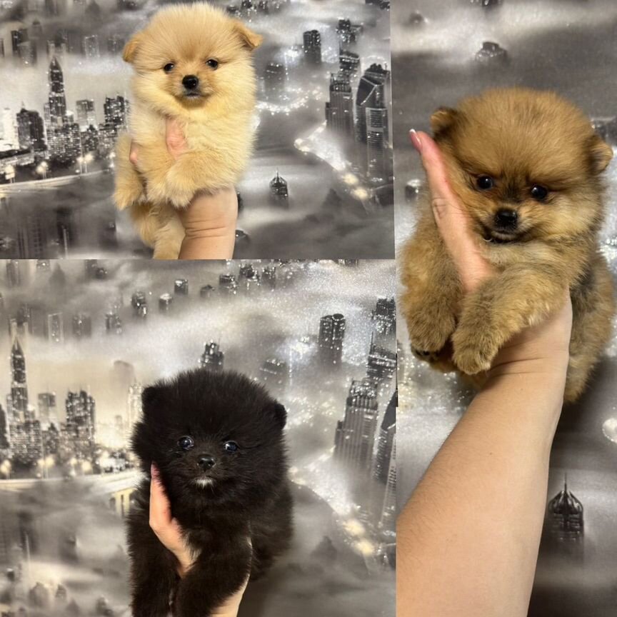 Шпиц померанский