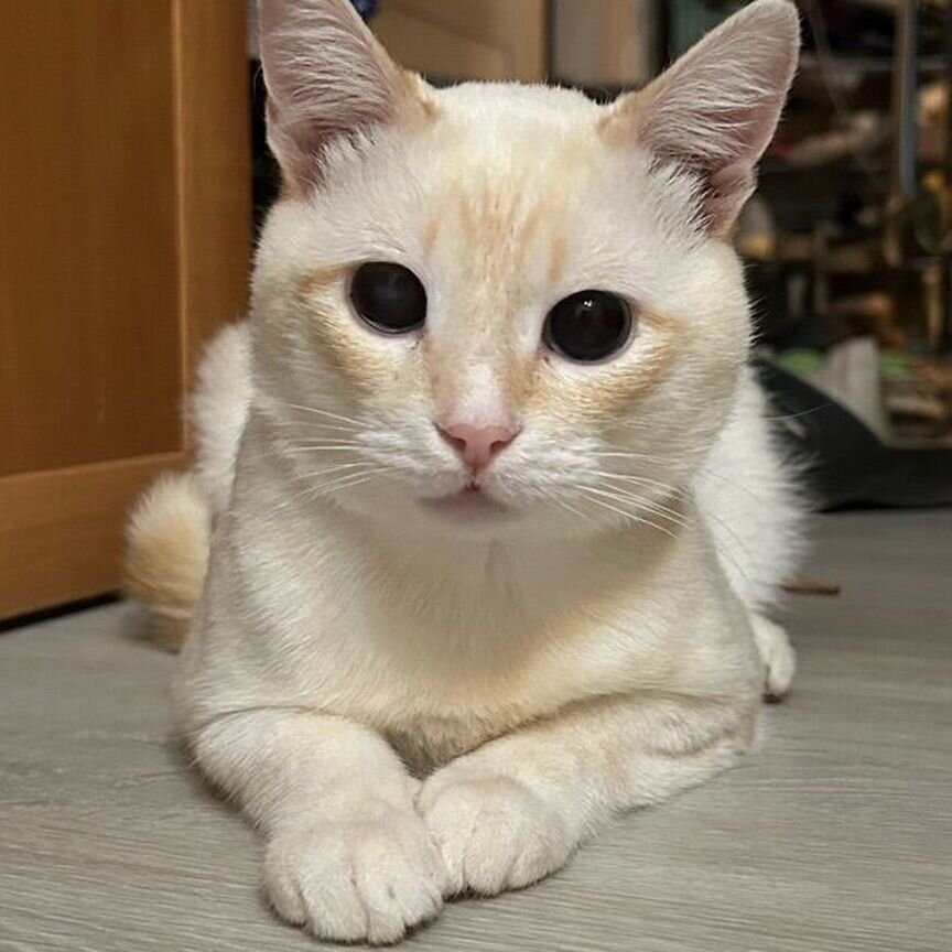 Прекрасный ласковый мальчик