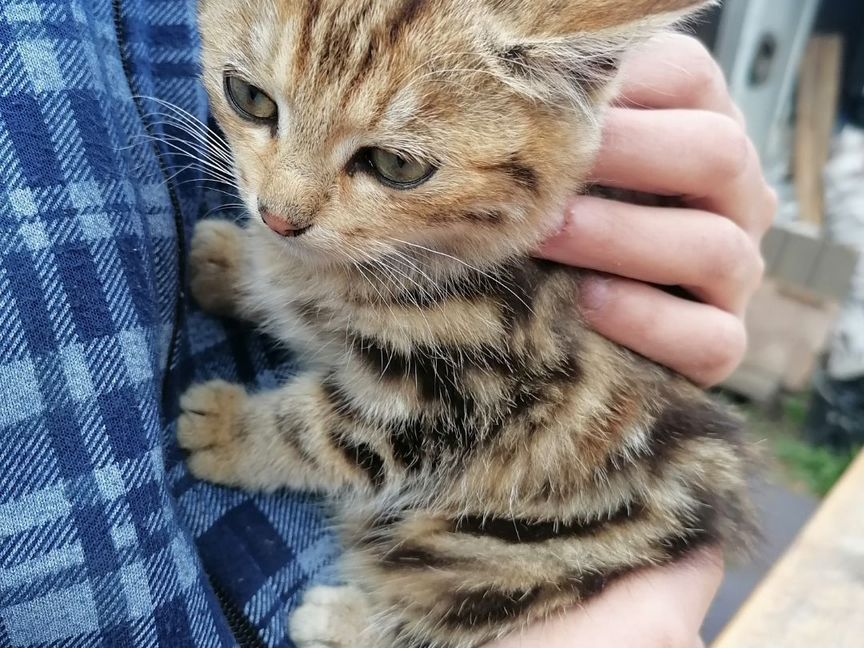 Котенок