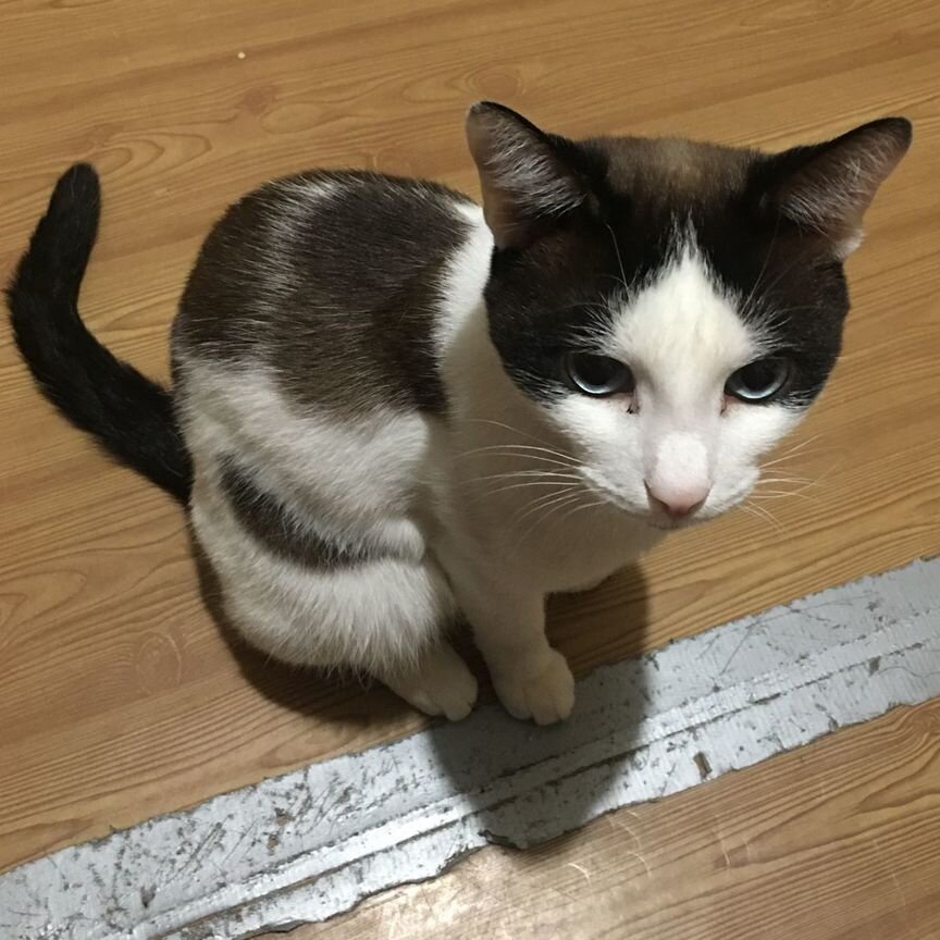 Взрослый кот в добрые руки