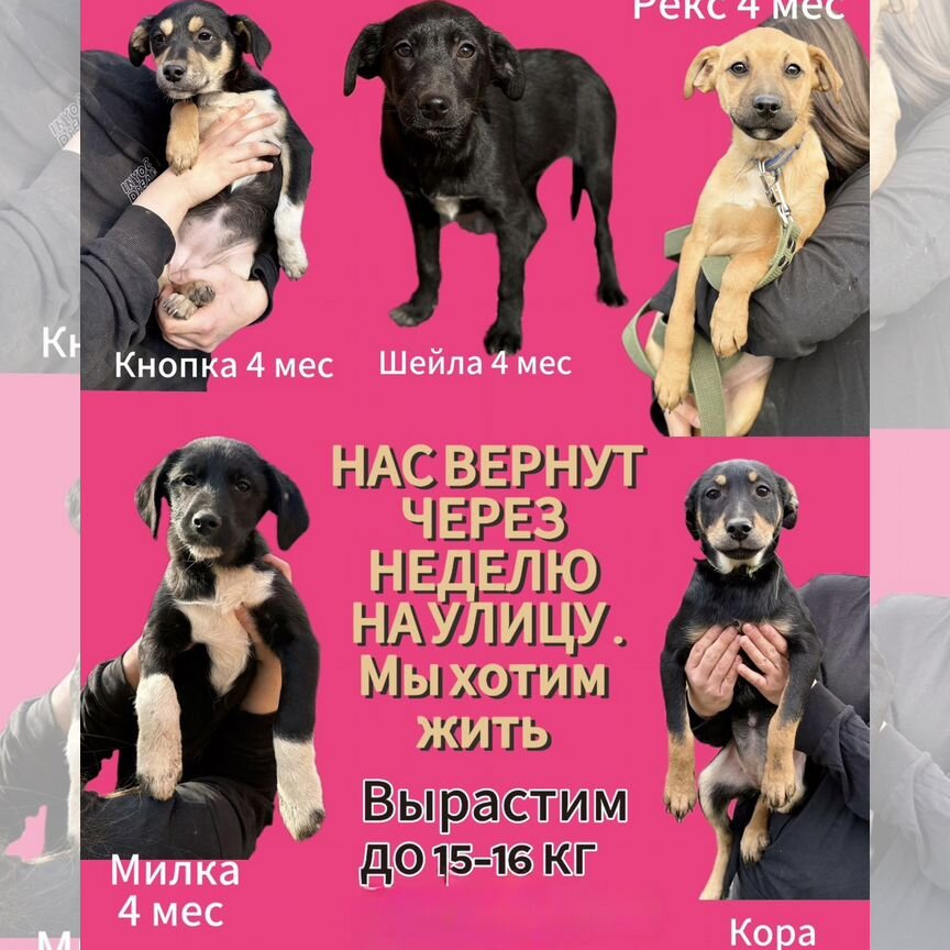 Ищем дом щенкам