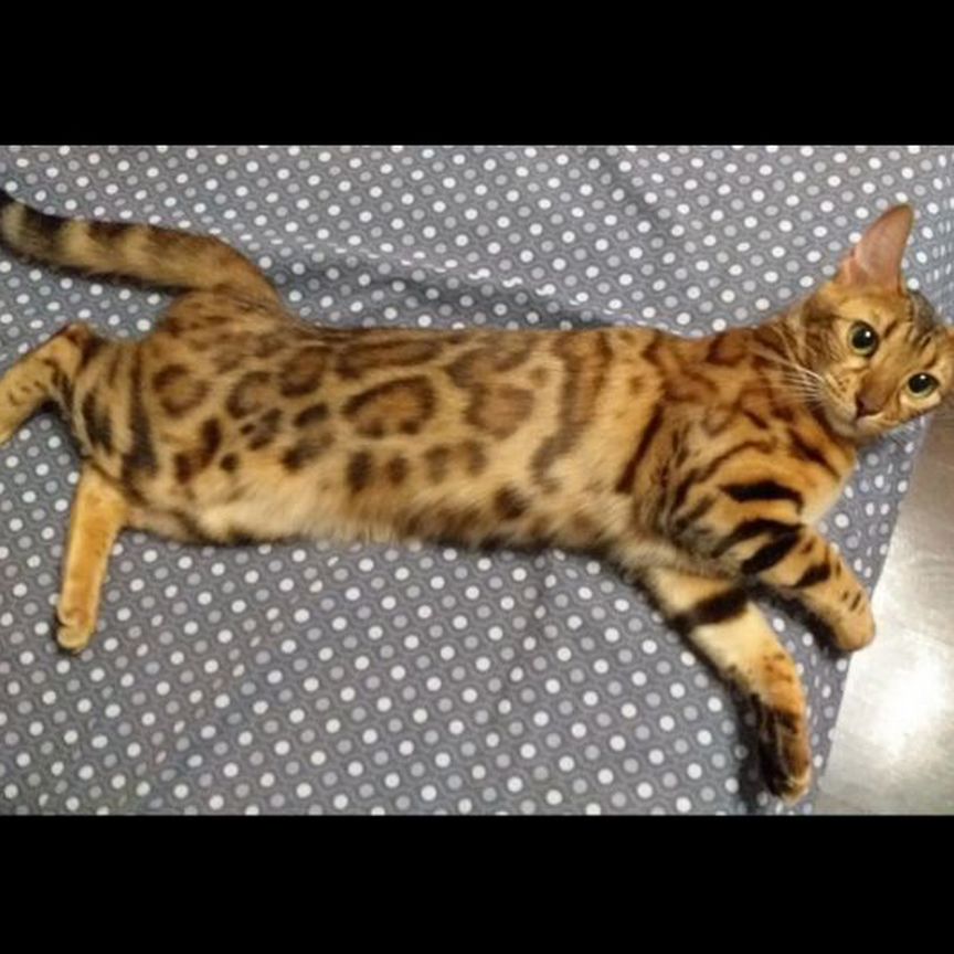 Потерялась Бенгальская кошка