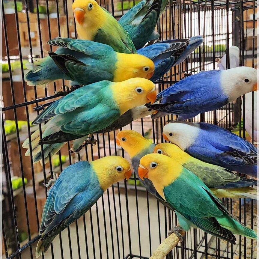 Попугай неразлучники фишера новых окрасов