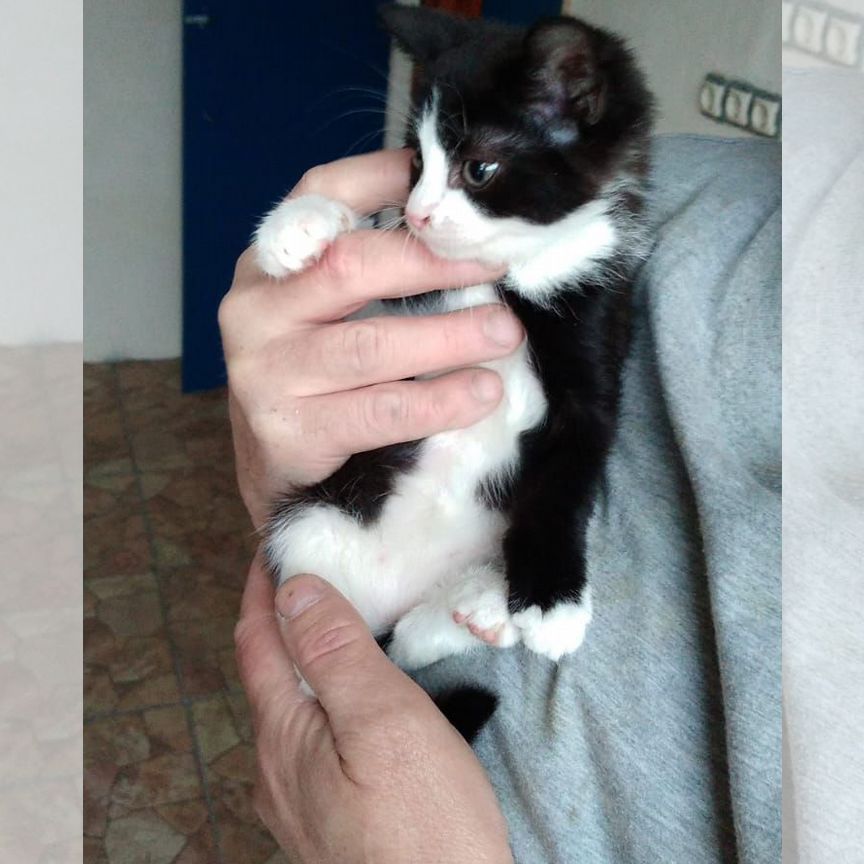 Маленькие котята мальчик и девочка