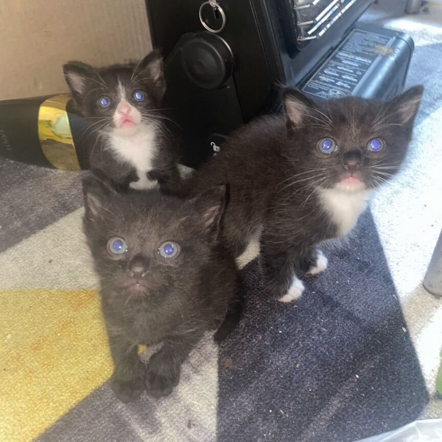 Котята