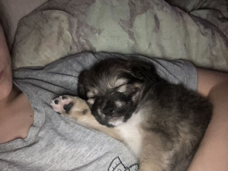 Собака в добрые руки