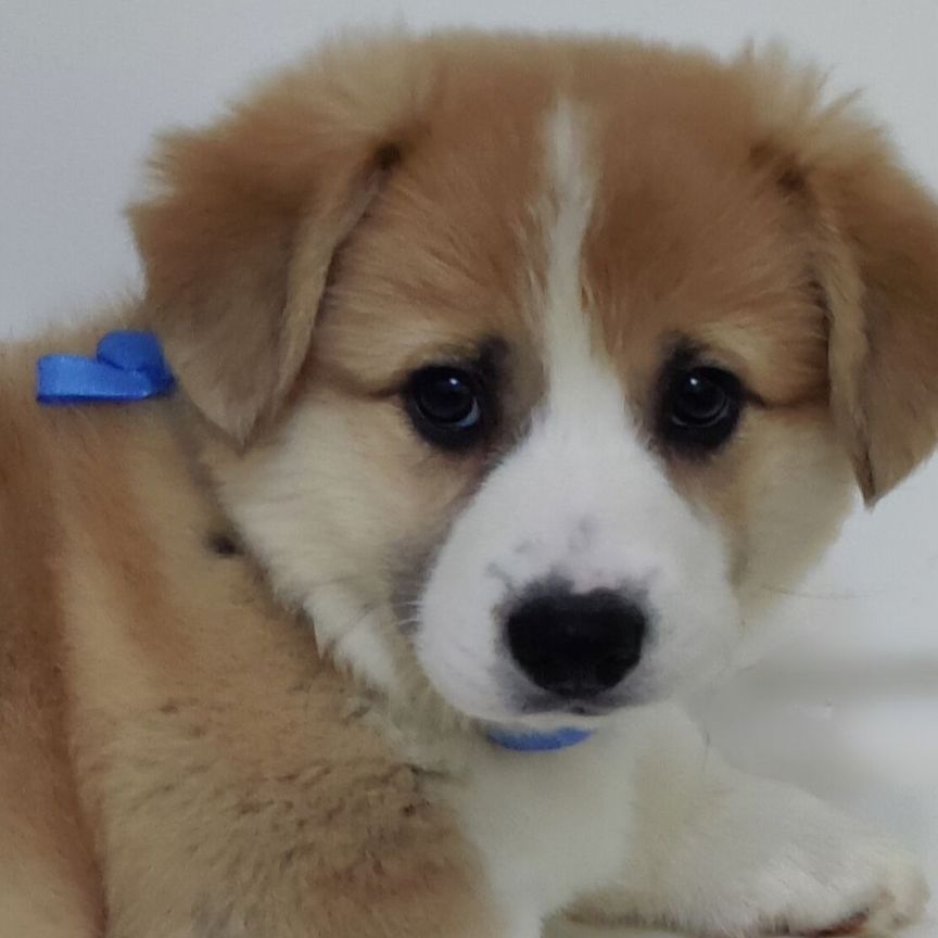 Вельш Корги Пемброк, щенок