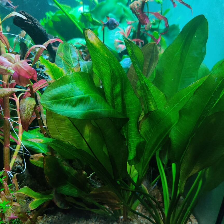 Растения для аквариума анубиас, криптокрина, и др