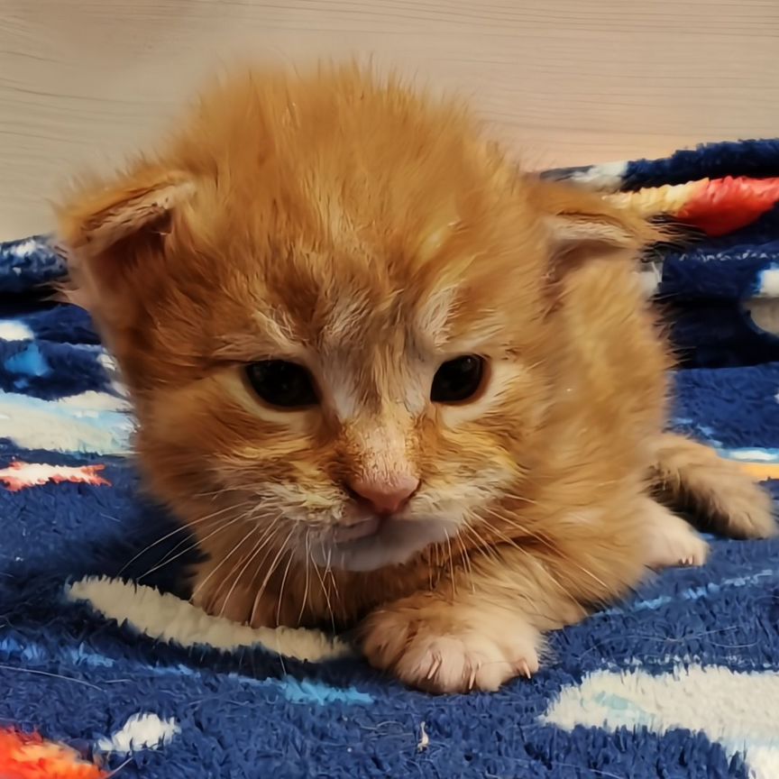 Мейн-кун котёнок