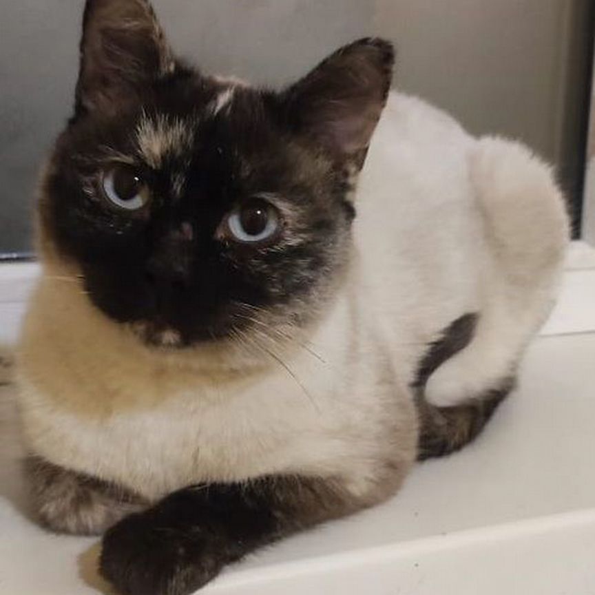 Милка ищет добрые ручки