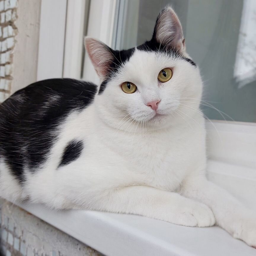 Взрослый кот от частного владельца