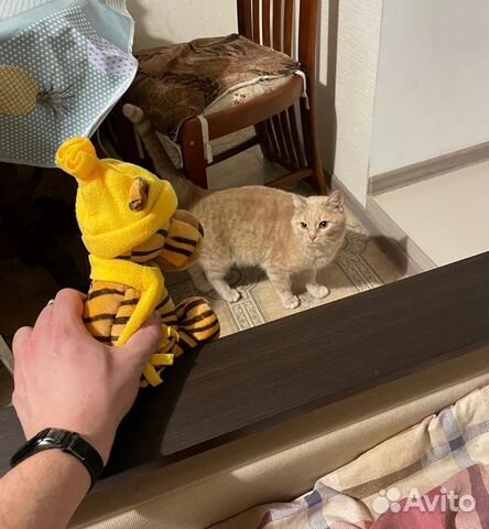 Котик Рампампам