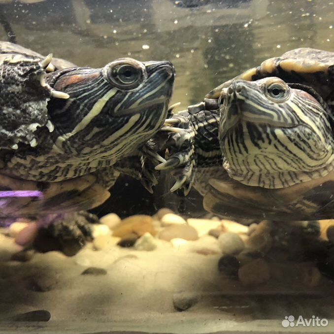 Аквариум с черепахами