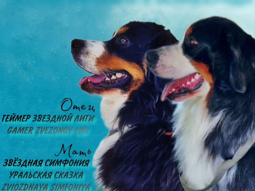 Бернский зенненхунд