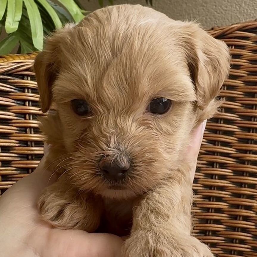 Мальтипу, щенок