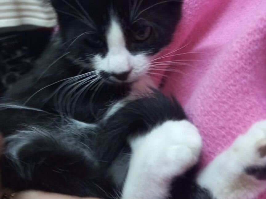 Котенок мальчик