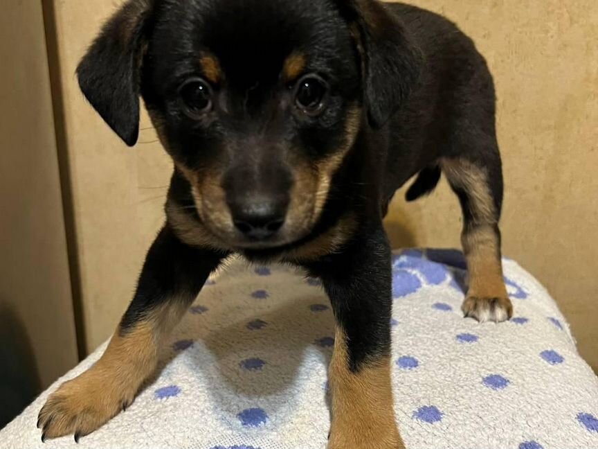 Щенки в добрые руки