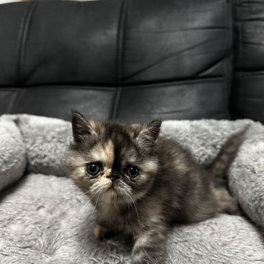Экзотические котята