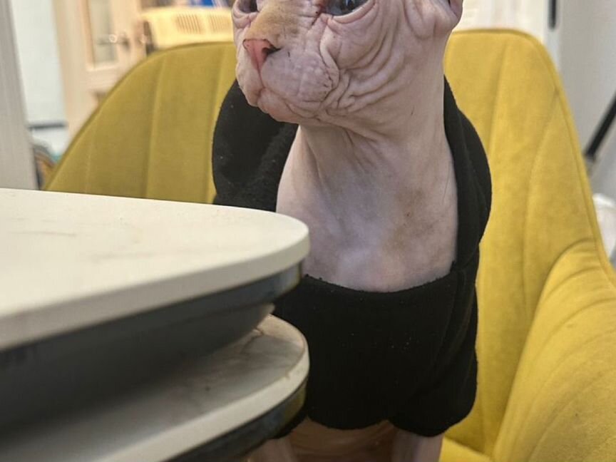 Котята канадский сфинкс и эльфы