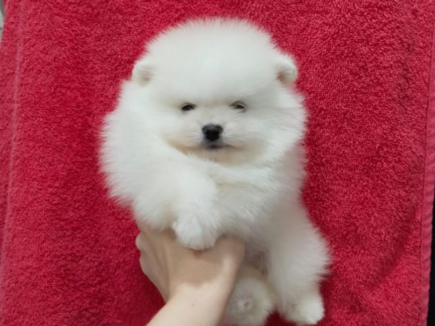 Померанский шпиц девочка