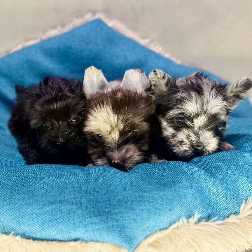 Йоркширский терьер, щенок