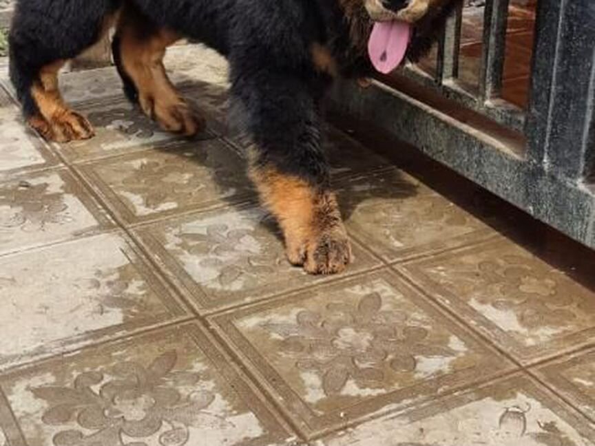 Тибетский мастиф