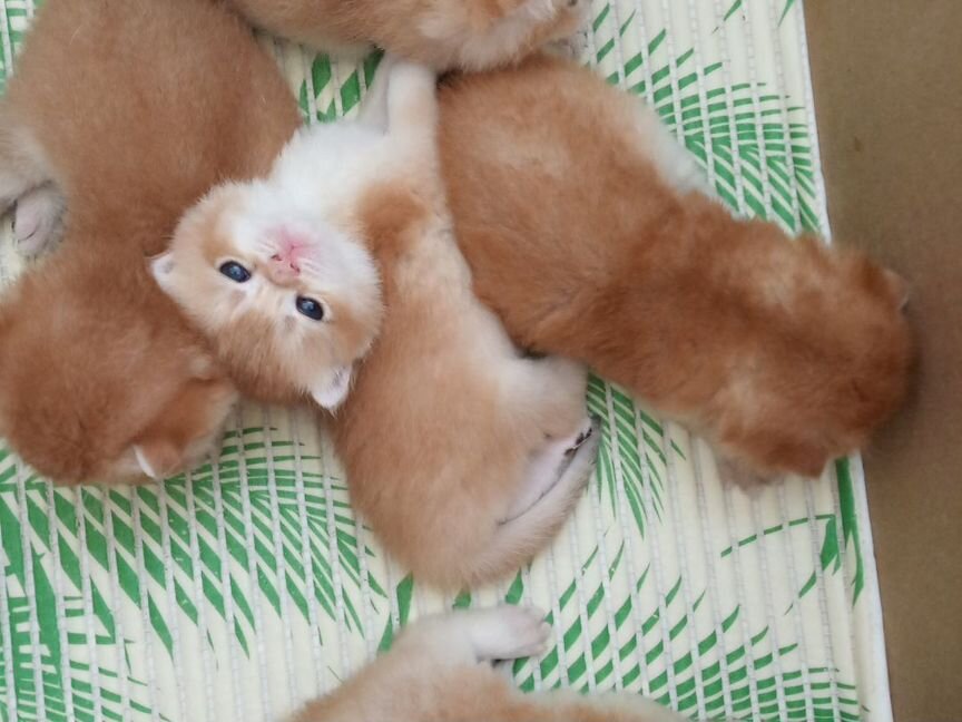 Золотая шиншилла, шотландские куколки