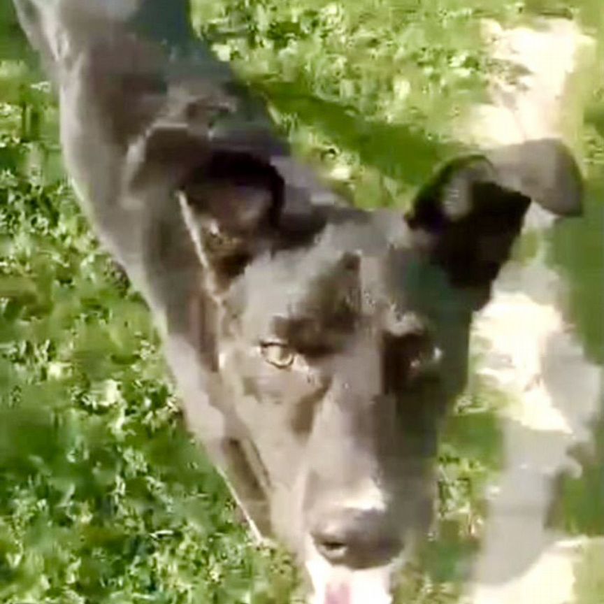 Собака в добрые руки мальчик