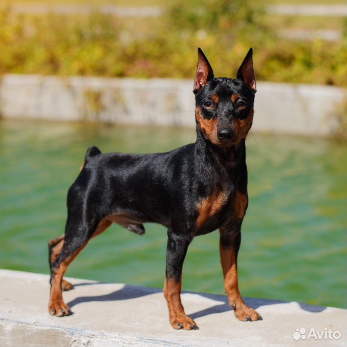 Вязка цвергпинчер