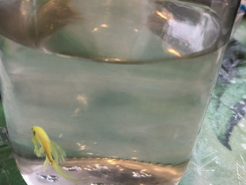 Рыбка Данио отдам