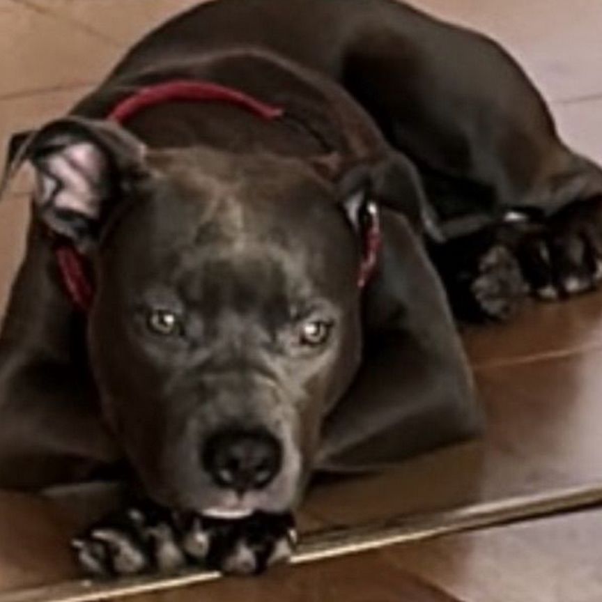 Американский питбультерьер, взрослая собака