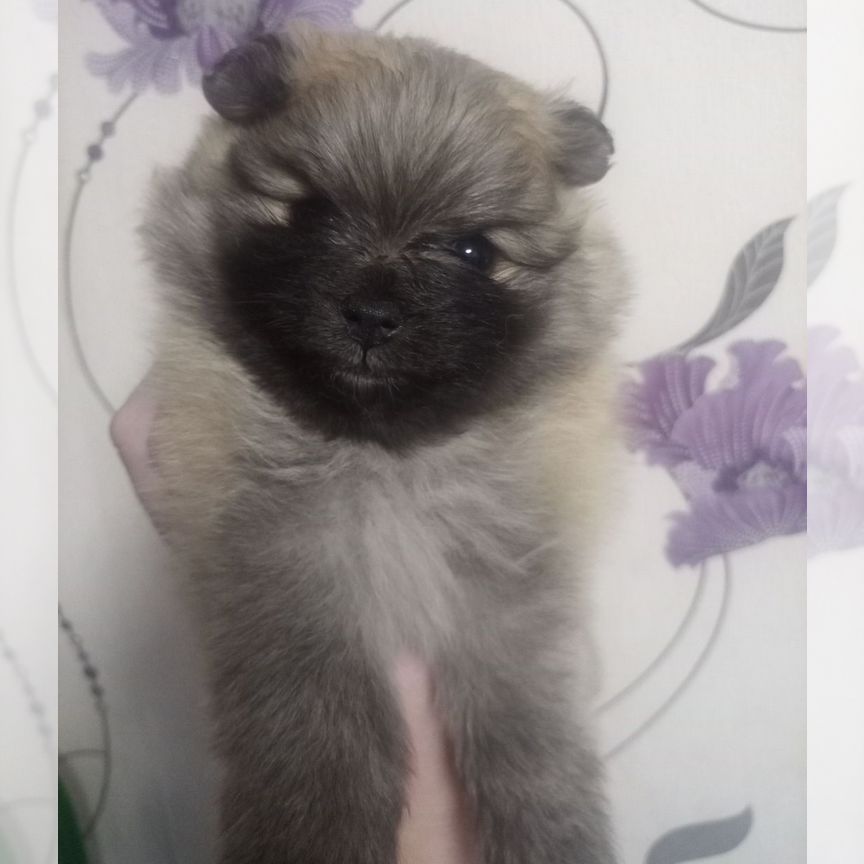 Померанский шпиц, щенок