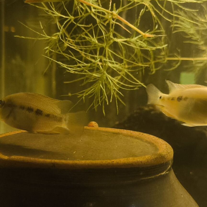 Малек Цитрона Лимонного