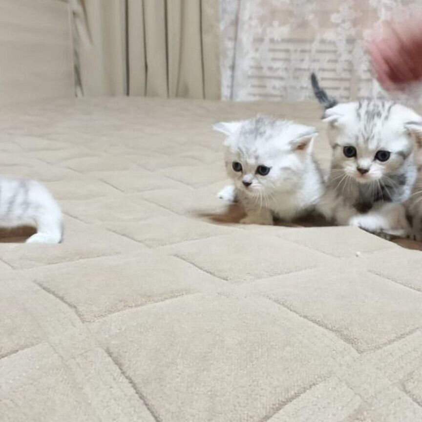 Шотландские котята