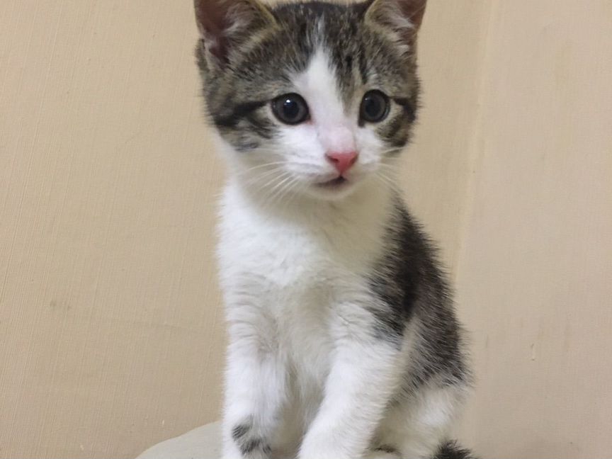 Котенок 2 месяца девочка