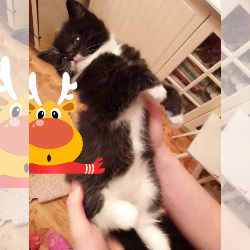 Британский котёнок девочка