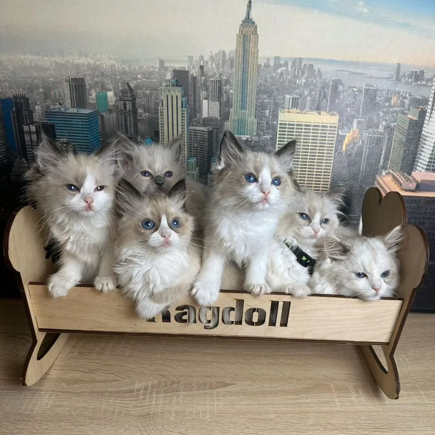 Кошечка рэгдолл