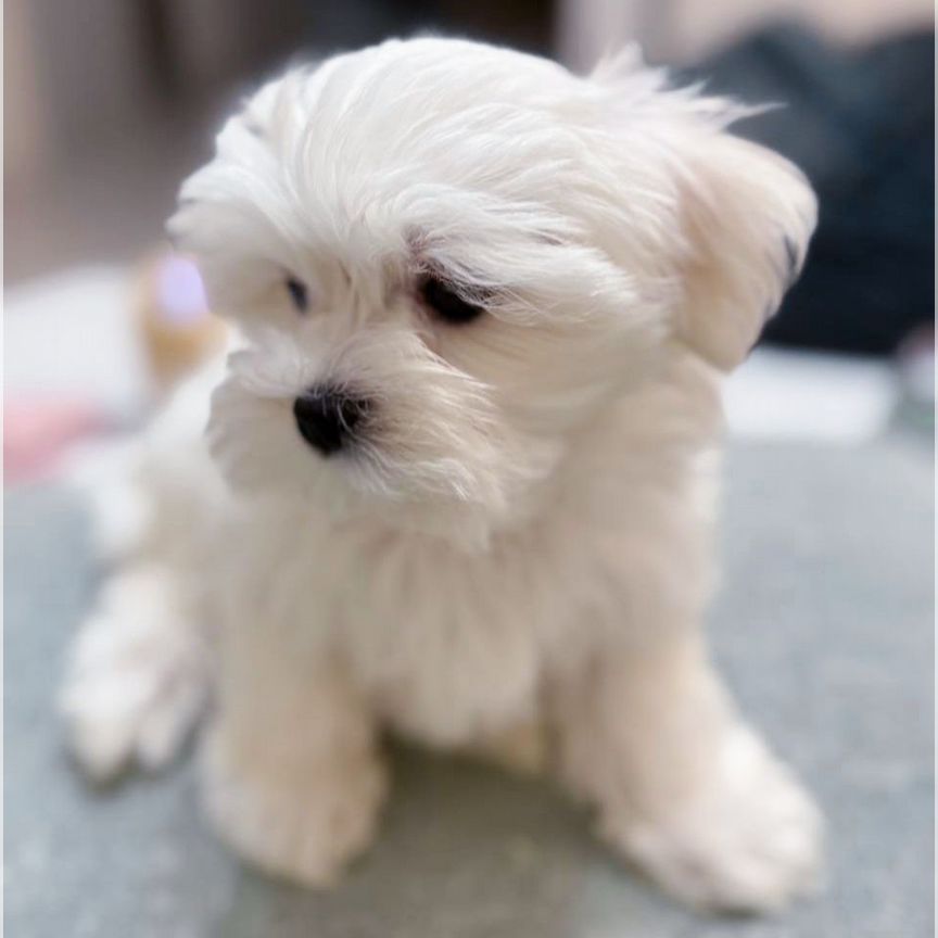 Мальтийская болонка, щенок