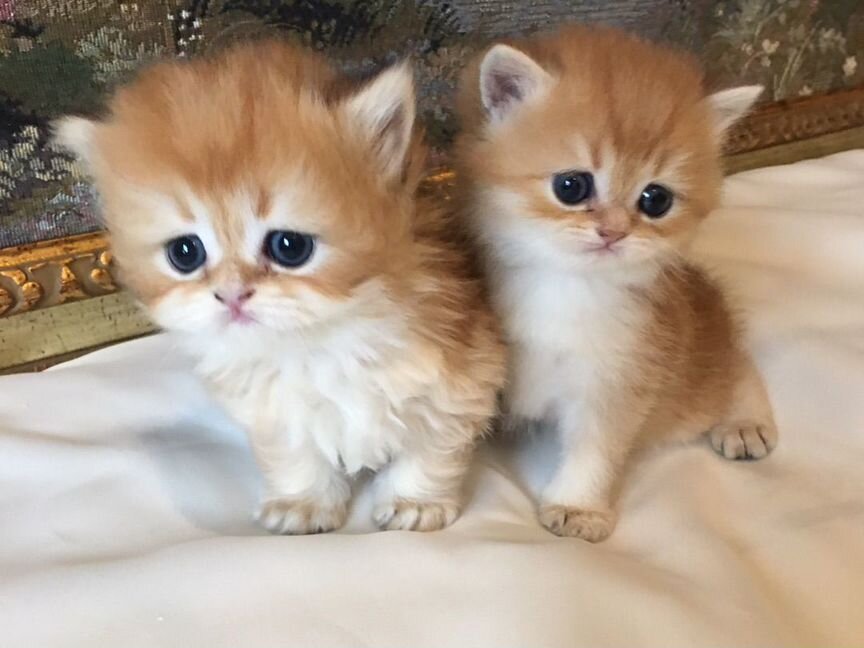 Золотые малыши