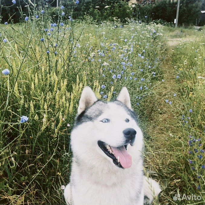Ищем хозяев красавчику (хаски)