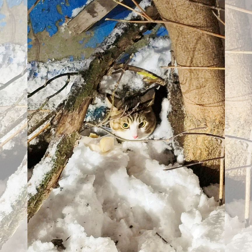 Молодой котик 1-1, 5 года