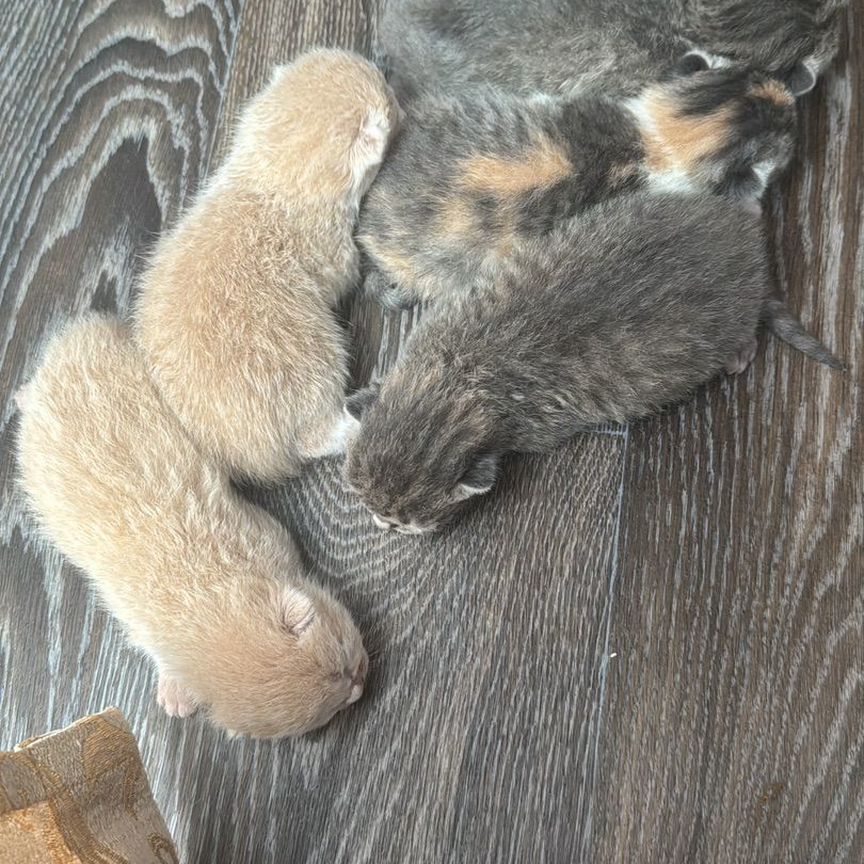 Котята в добрые руки