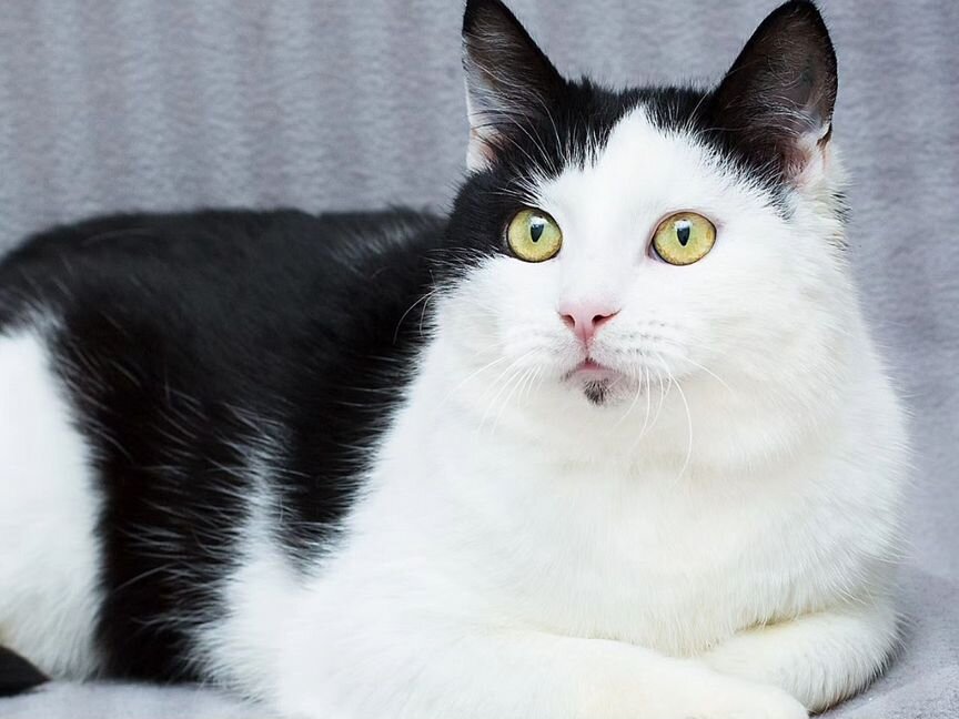 Кошка из Мариуполя ищет дом