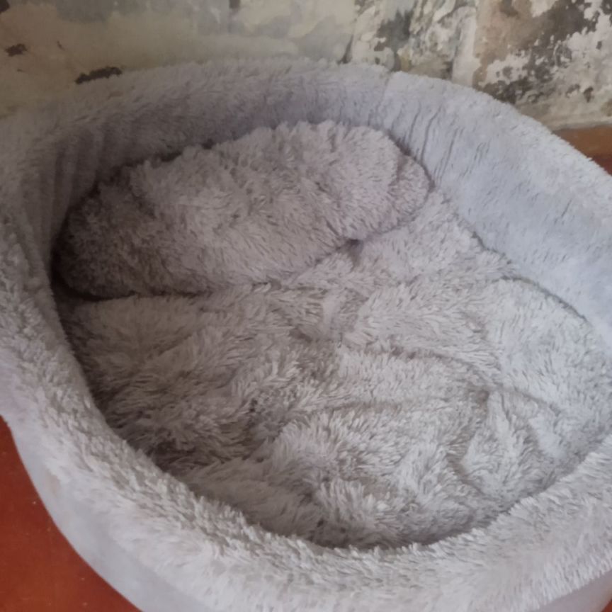 Лижанка для собак и кошек