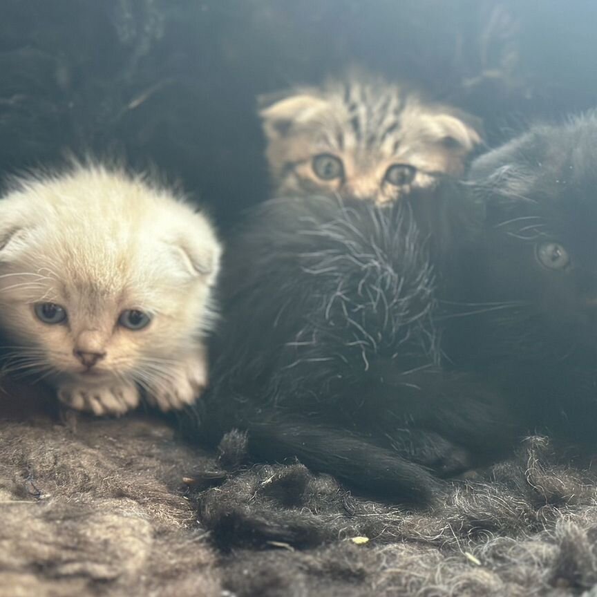 Вислоухие котята