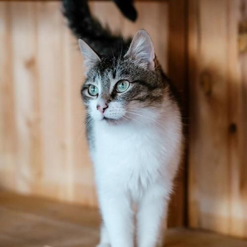 Анора ищет дом