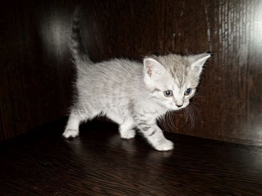 Котята в добрые руки бесплатно