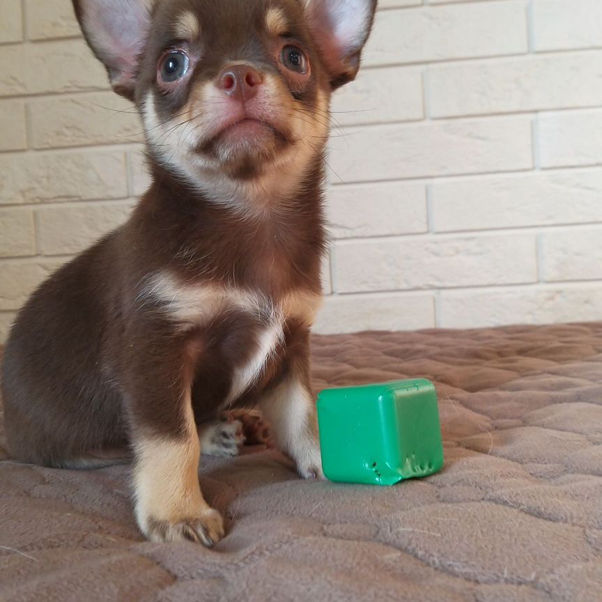 Чихуахуа мальчик