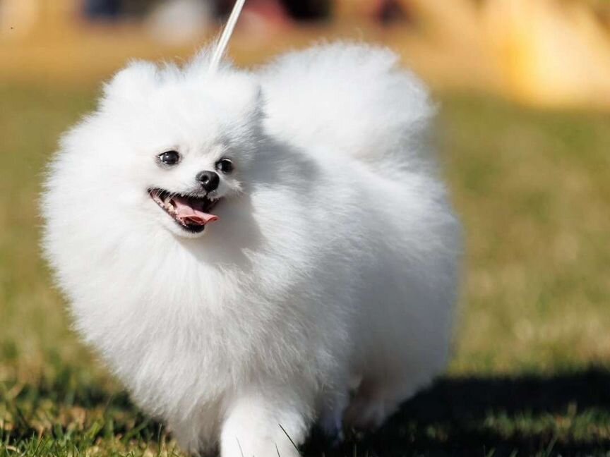 Шпиц вязка и щенки