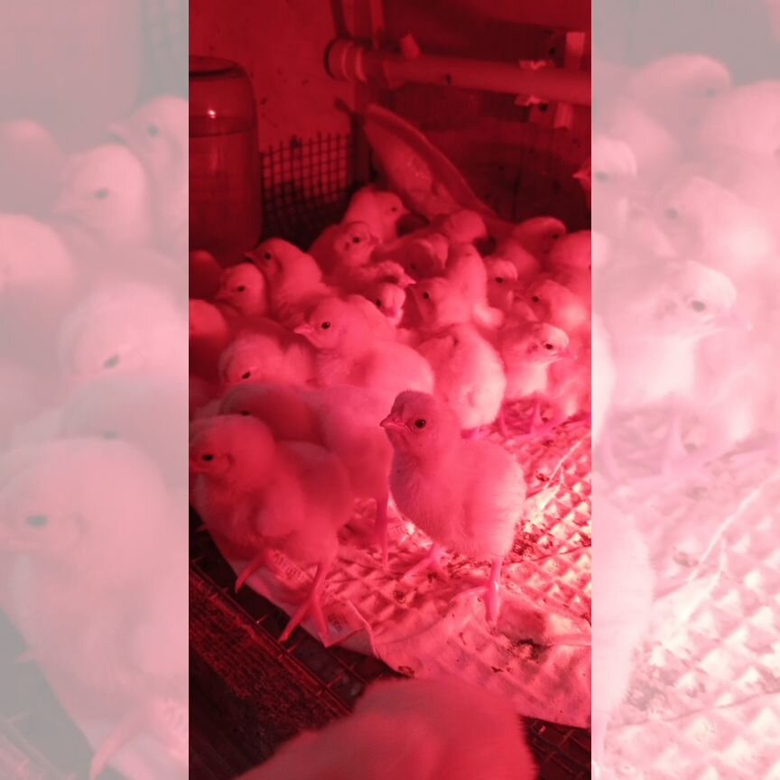 Продажа цыплят бройлеров